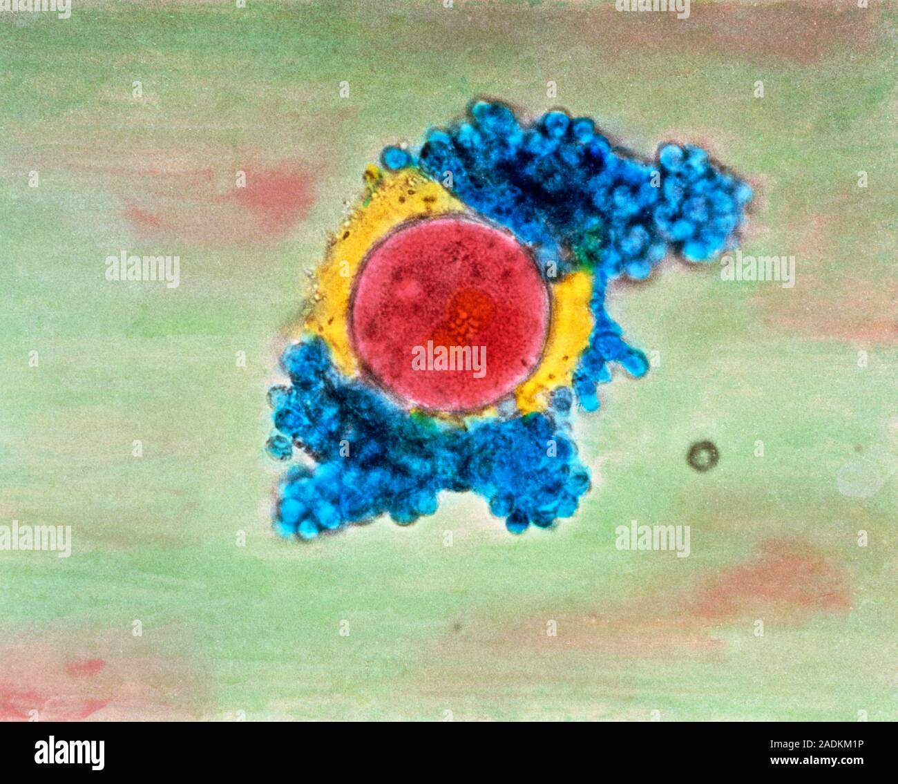 Fertilised egg. Coloured light micrograph of a human egg cell 4 hours ...