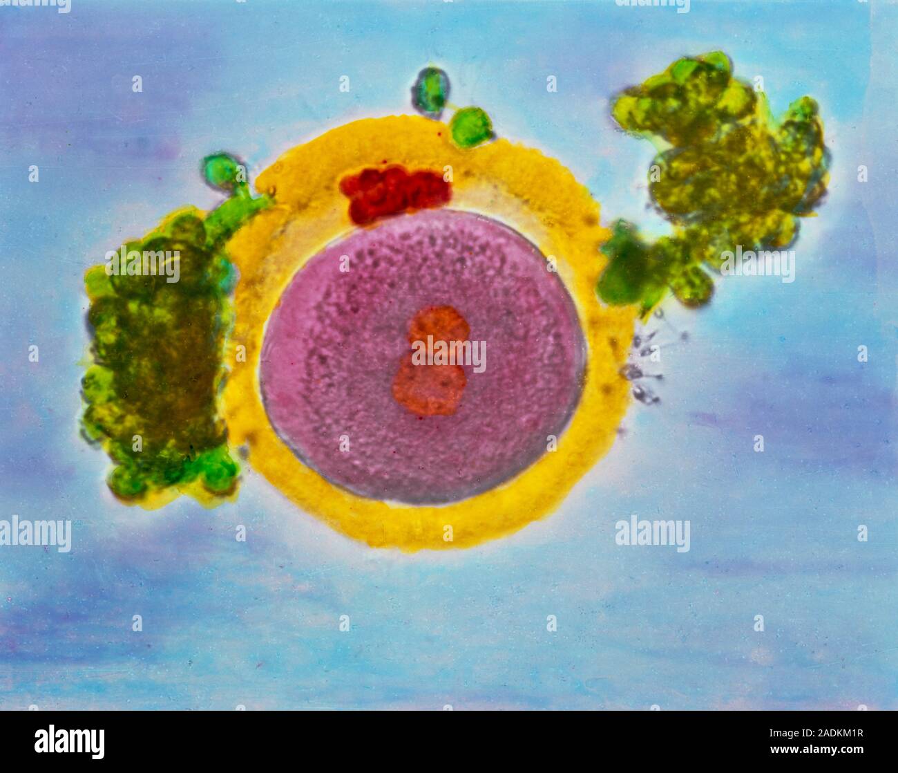 Fertilised egg. Coloured light micrograph of a human egg cell 24 hours ...
