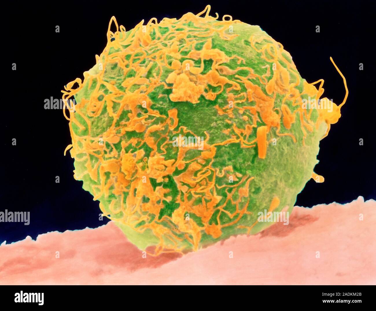 Fertilisation. Coloured Scanning Electron Micro- graph (SEM) of sperm ...