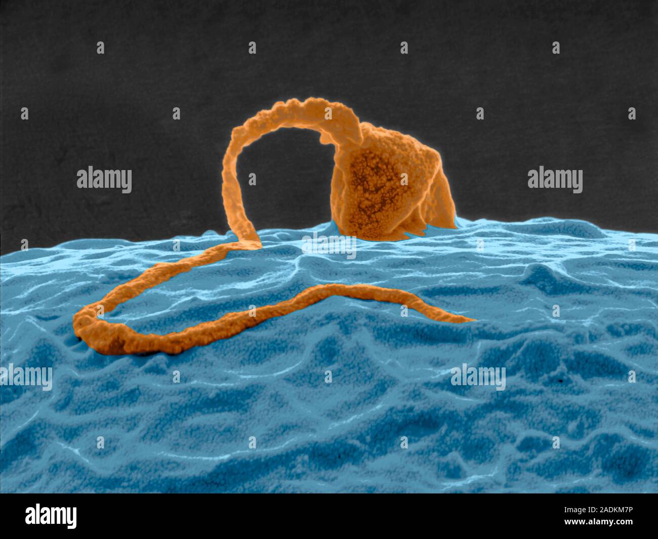 Sperm cell fertilising an egg cell, coloured ESEM (environmental ...