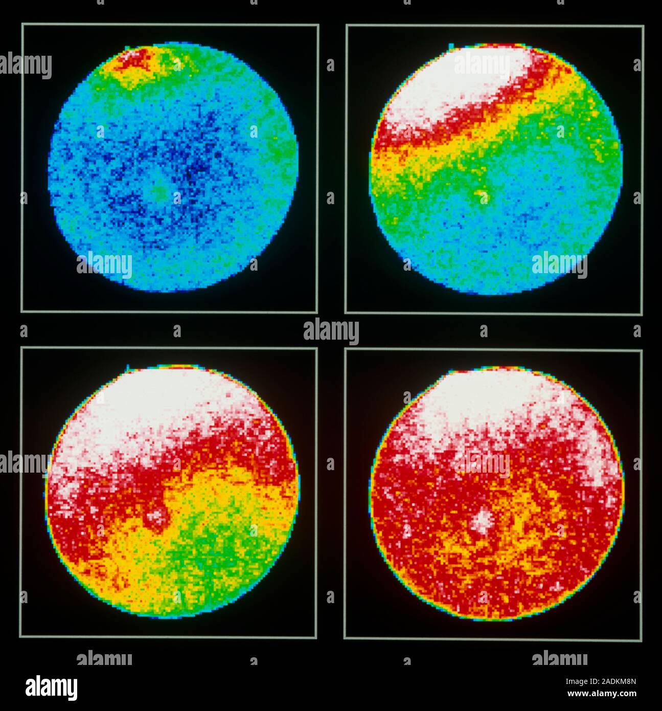 Fertilisation calcium wave (four images). Confocal light micrograph of ...