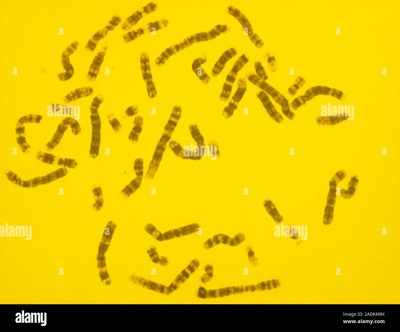 False colour light micrograph of the full complement of normal male ...
