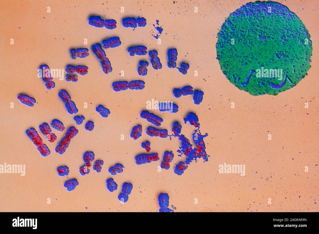False-colour scanning electron micrograph (SEM) of the whole metaphase ...