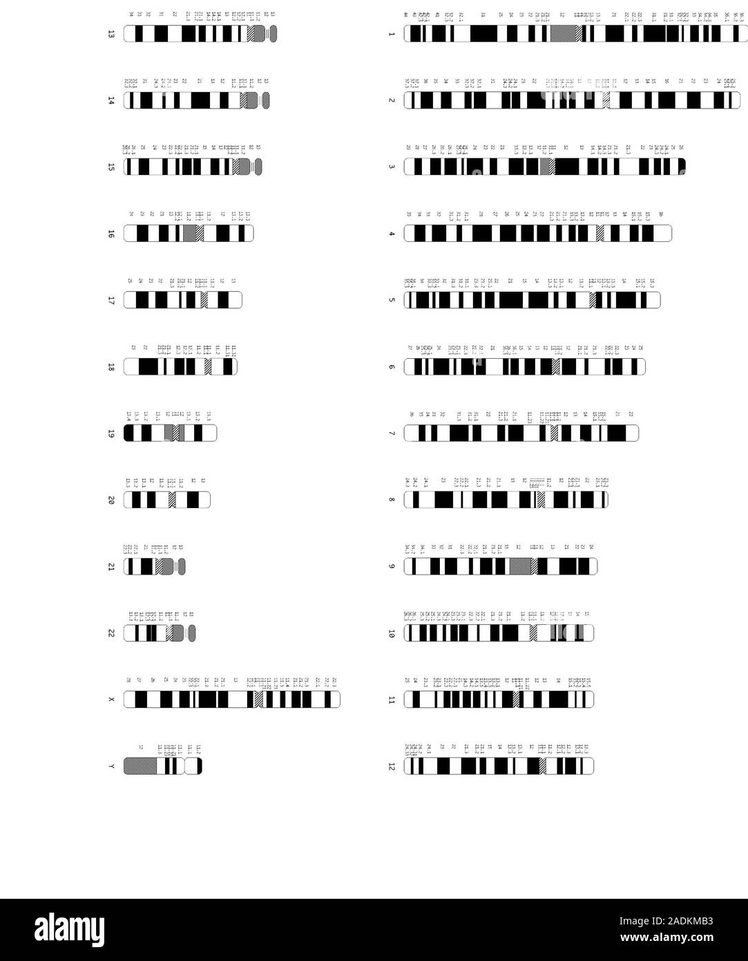 Idiogram. Artwork of an idiogram representing the chromosomes of a ...