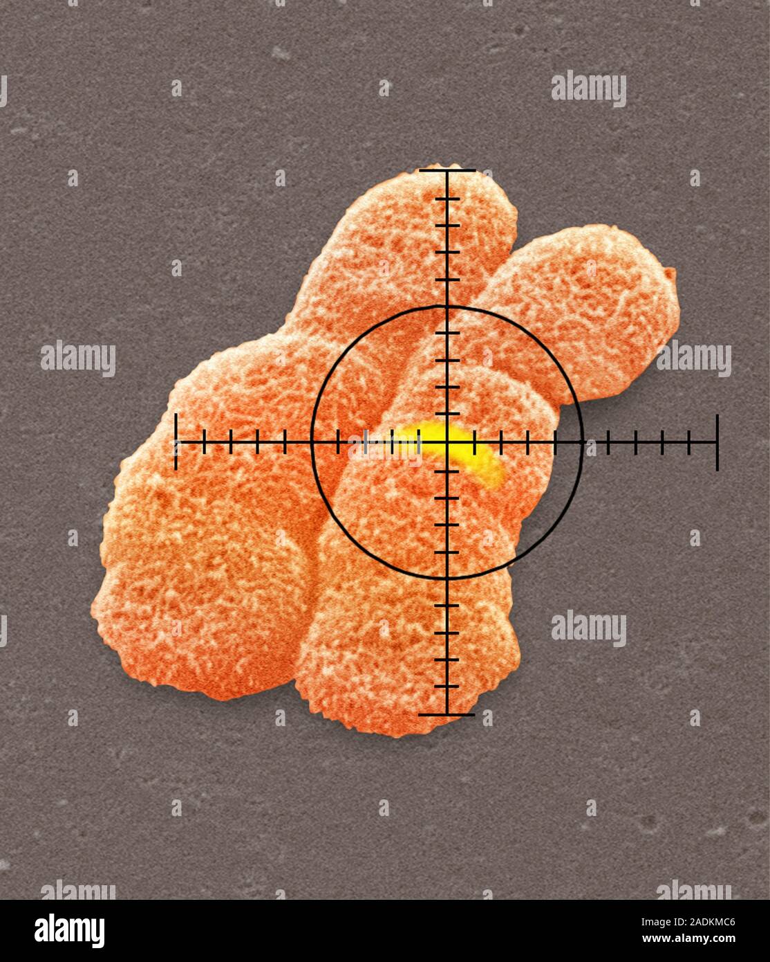 Targeted Gene On A Human Chromosome Composite Coloured Scanning
