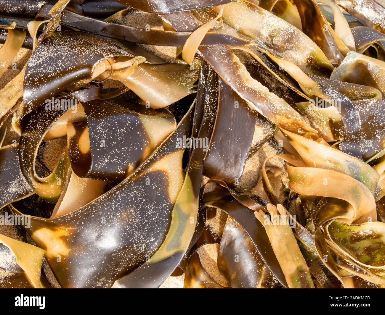 Tangled dead sea kelp (Laminaria ochroleuca) seaweed fronds washed up ...