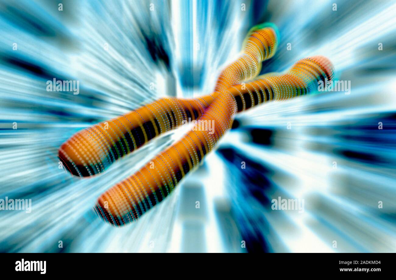 Chromosome. Computer artwork of a chromosome and a blurred DNA ...