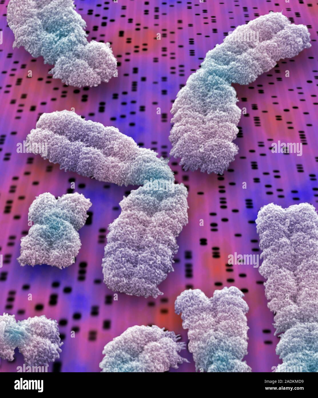 Chromosomes. Coloured scanning electron micrograph (SEM) of chromosomes ...