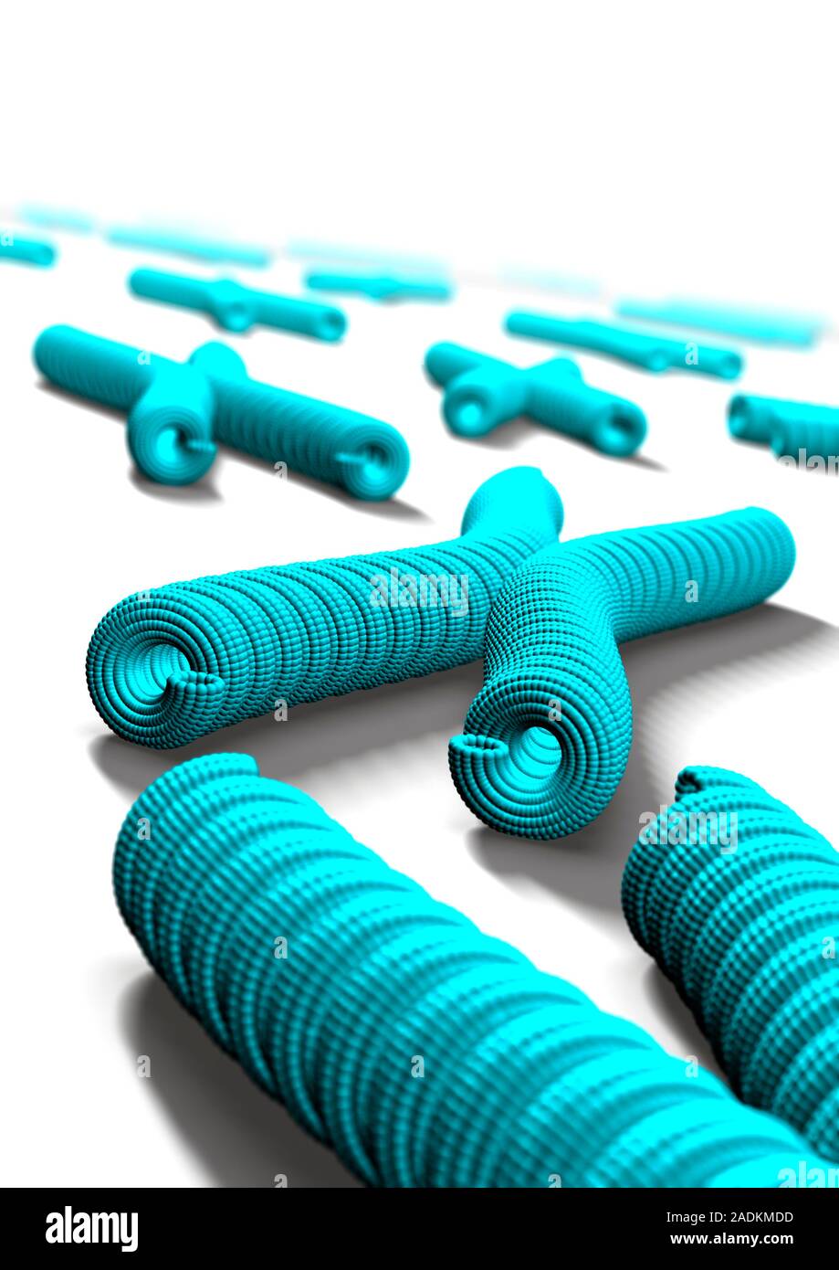 Chromosomes. Computer artwork of human chromosomes. Humans have 23 ...