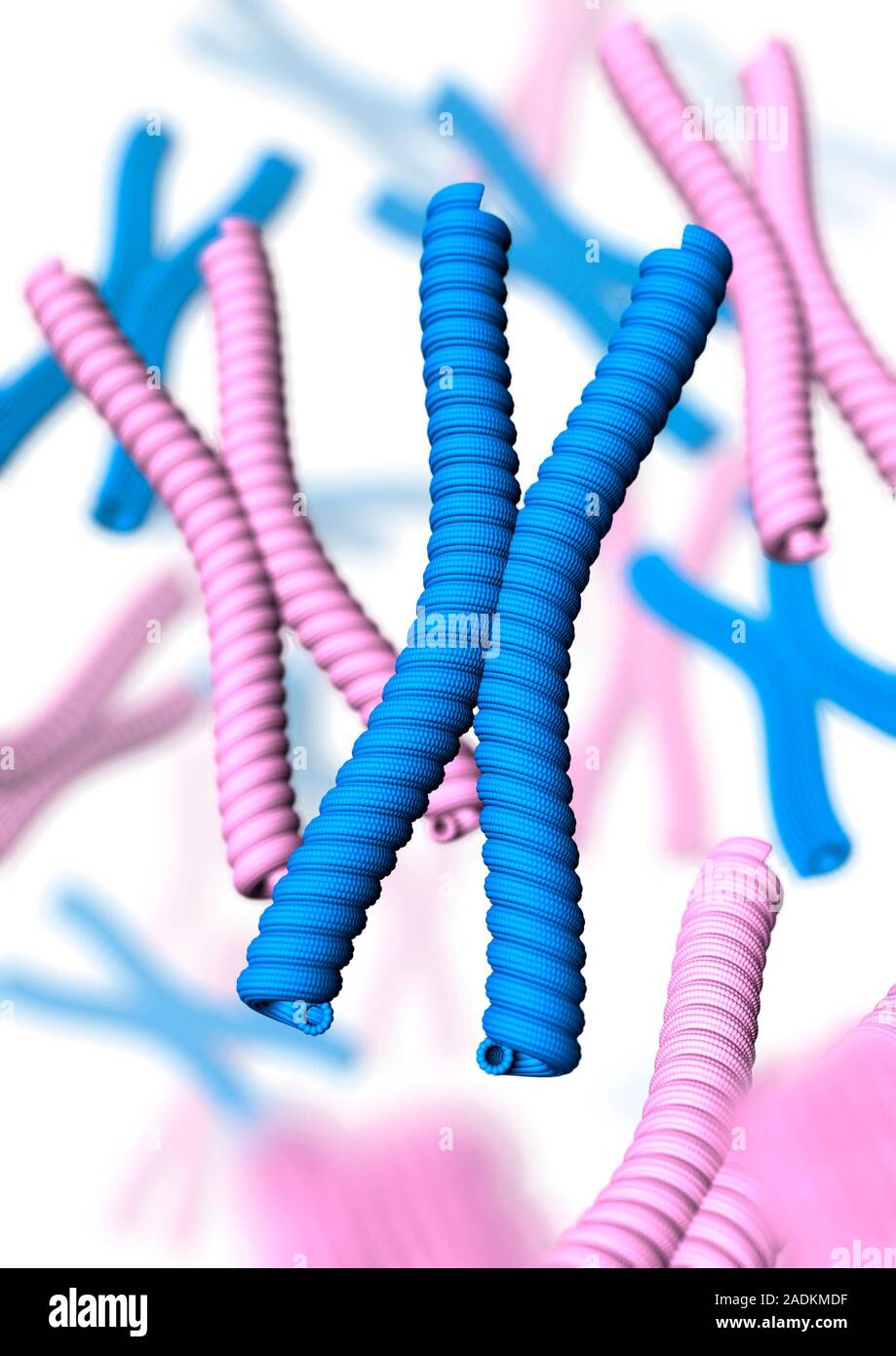 Chromosomes. Computer artwork of human chromosomes. Humans have 23 ...