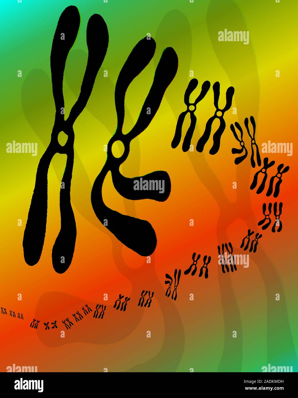 Chromosomes. Computer artwork of paired human chromosomes. Humans have ...
