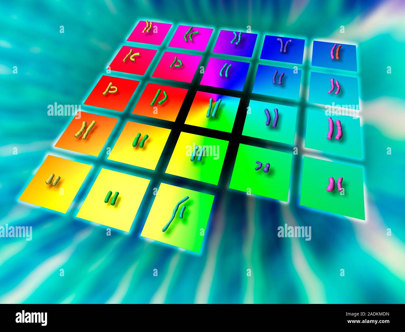 Male human chromosome set. Computer artwork of the complete set ...