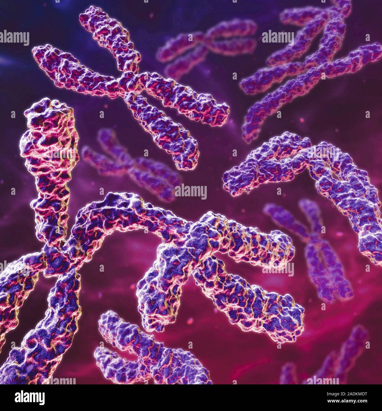 Abnormal chromosomes. Computer artwork of a chromosomal aberration ...