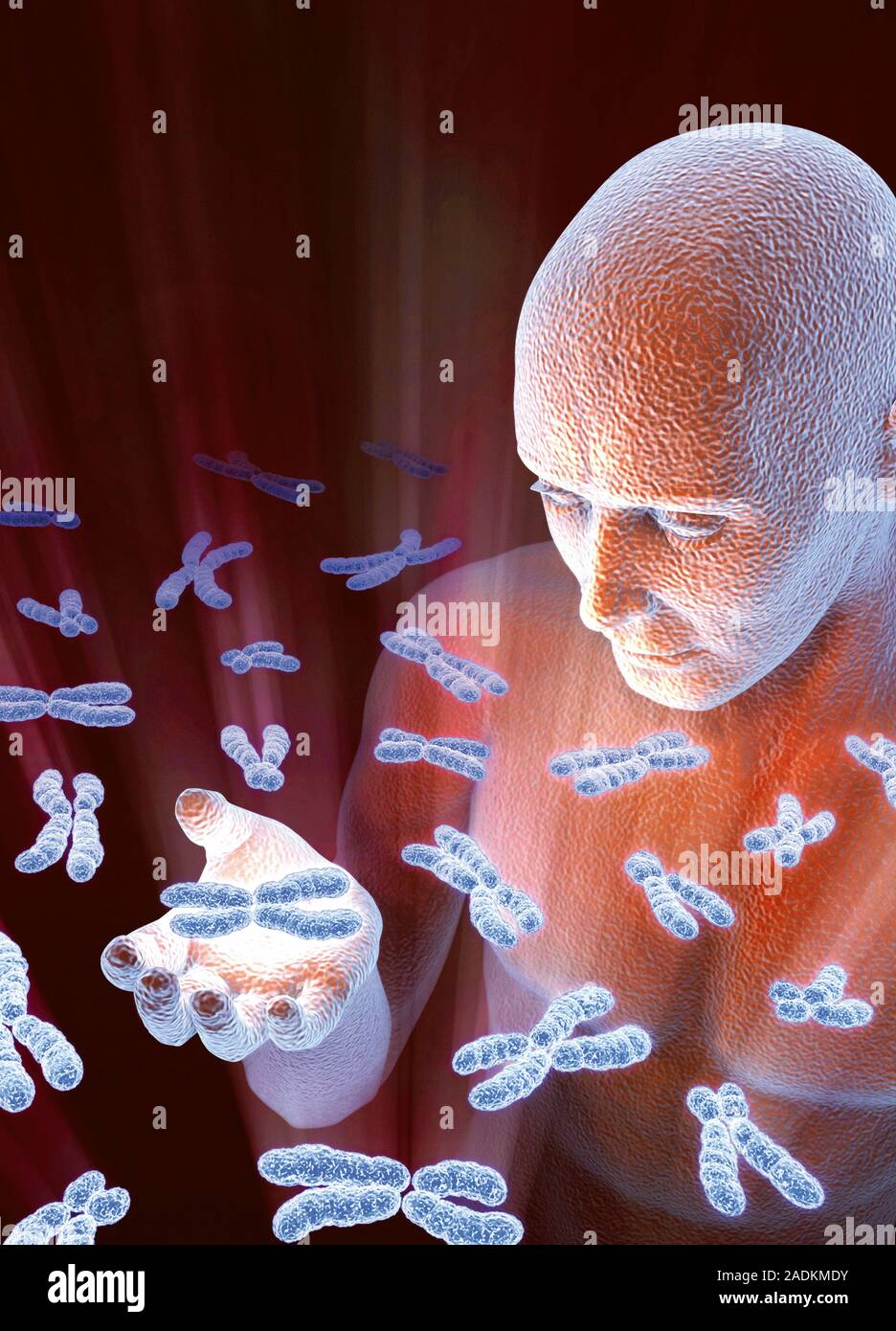 Human chromosomes. Computer artwork of a person surrounded by ...