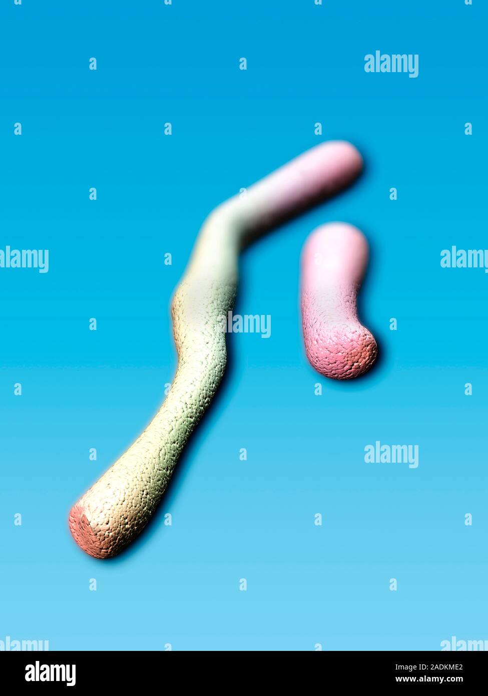 X and Y chromosomes. Computer artwork of an X (left) and a Y (right ...