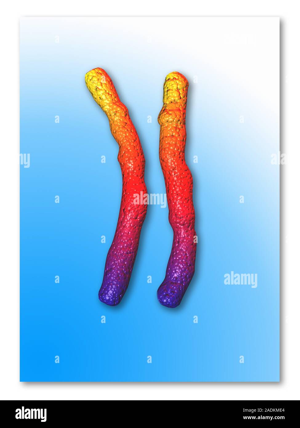 Human chromosome 3, computer artwork. Humans have 23 pairs of ...