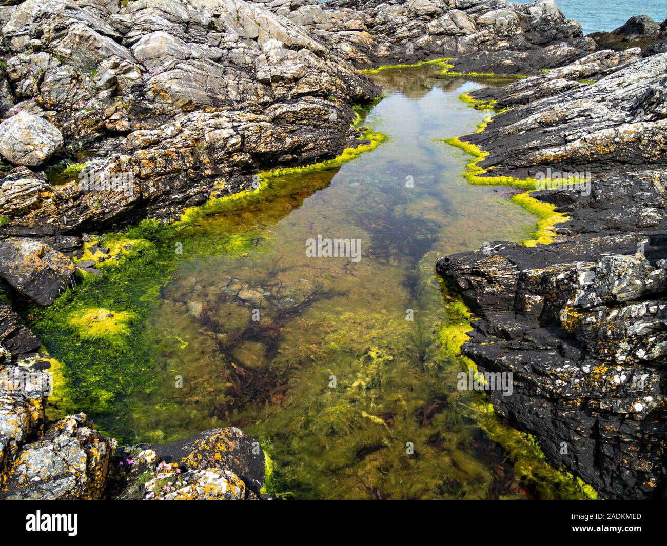 Rock pool fringed with green algae, Scotland, UK Stock Photo - Alamy