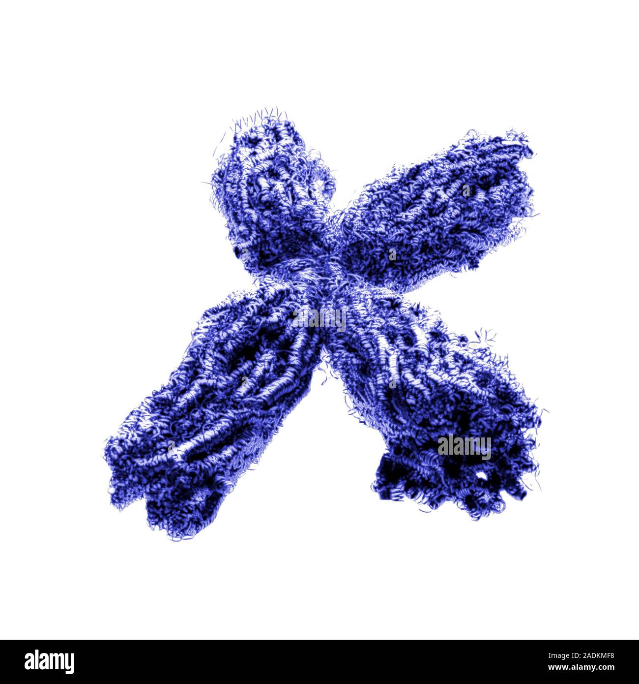 Chromosome. Computer artwork of a condensed chromosome. Chromosomes ...