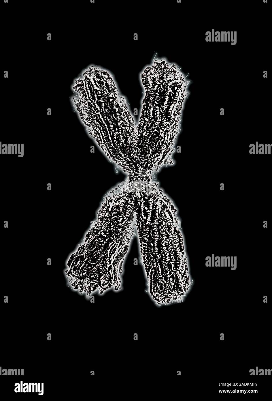 Chromosome. Computer artwork of a condensed chromosome. Chromosomes ...