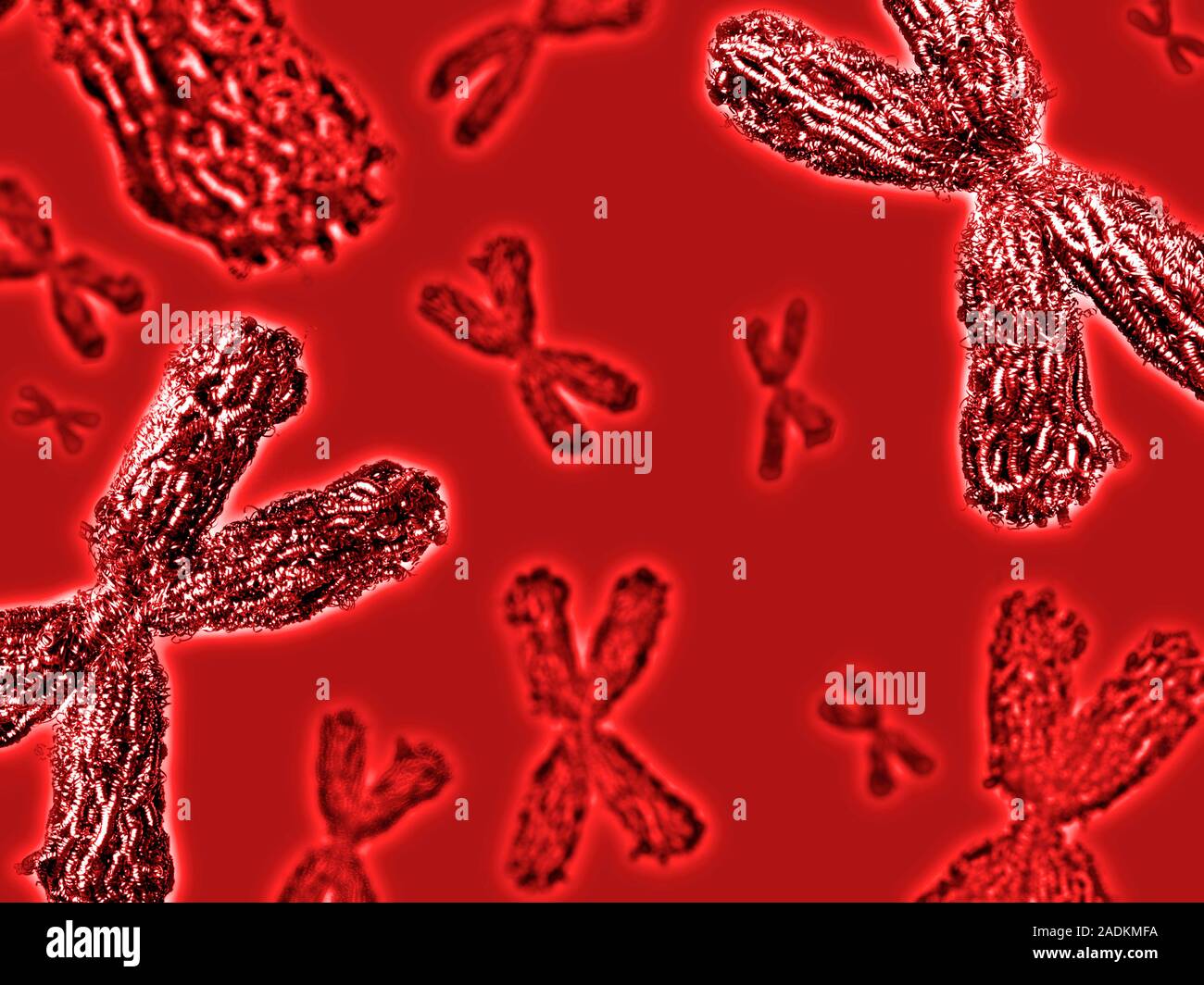 Chromosomes. Computer artwork of condensed chromosomes. Chromosomes ...