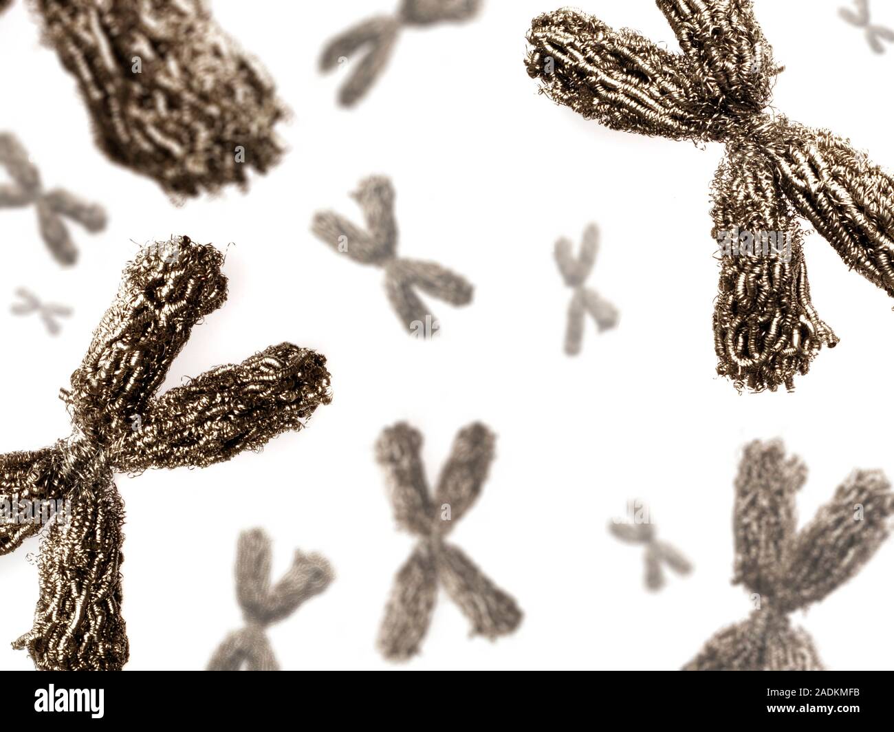 Chromosomes. Computer artwork of condensed chromosomes. Chromosomes ...