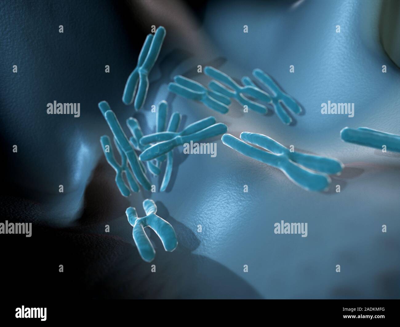 Chromosomes. Computer artwork of condensed chromosomes. Chromosomes ...