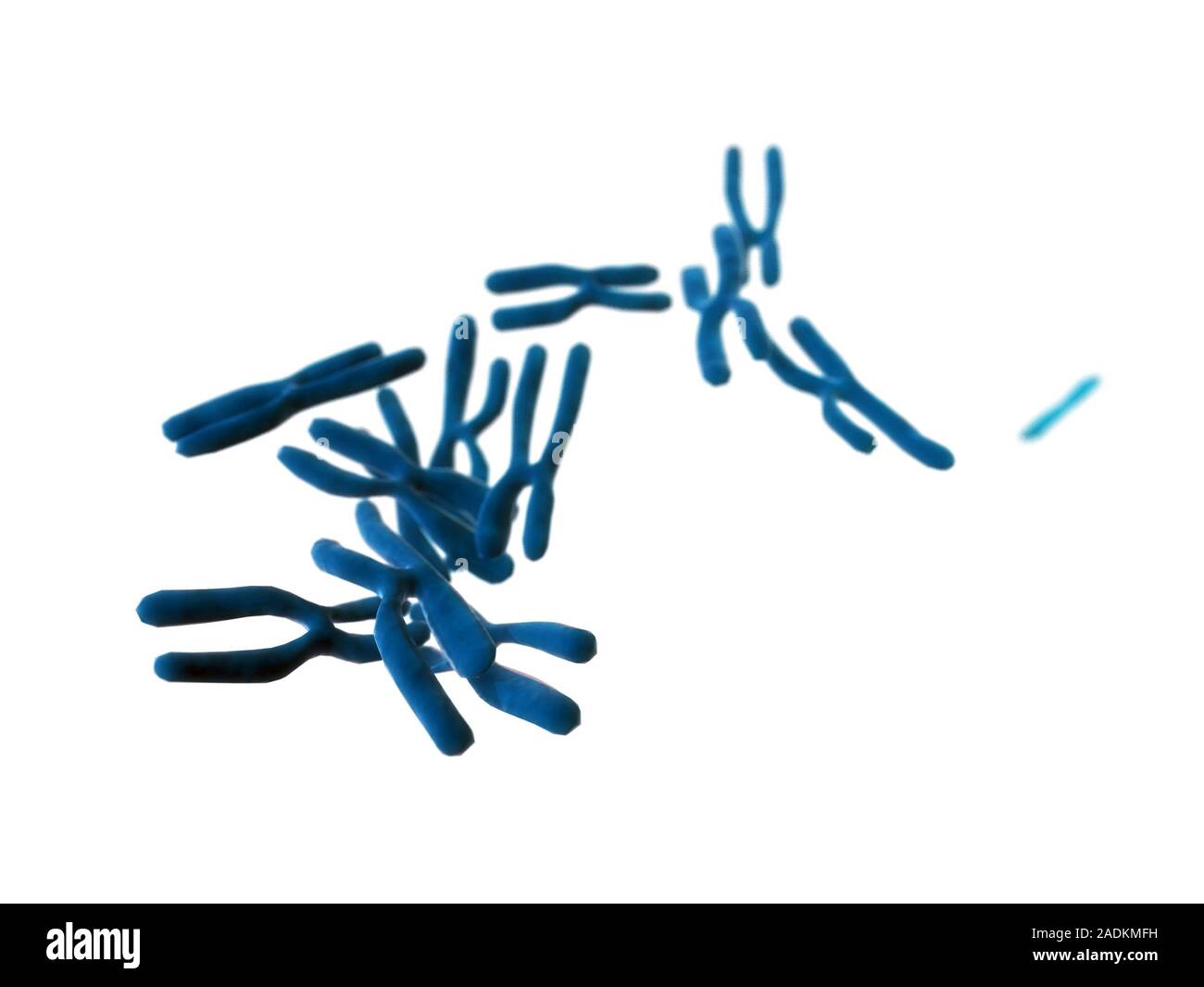 Chromosomes. Computer artwork of condensed chromosomes. Chromosomes ...