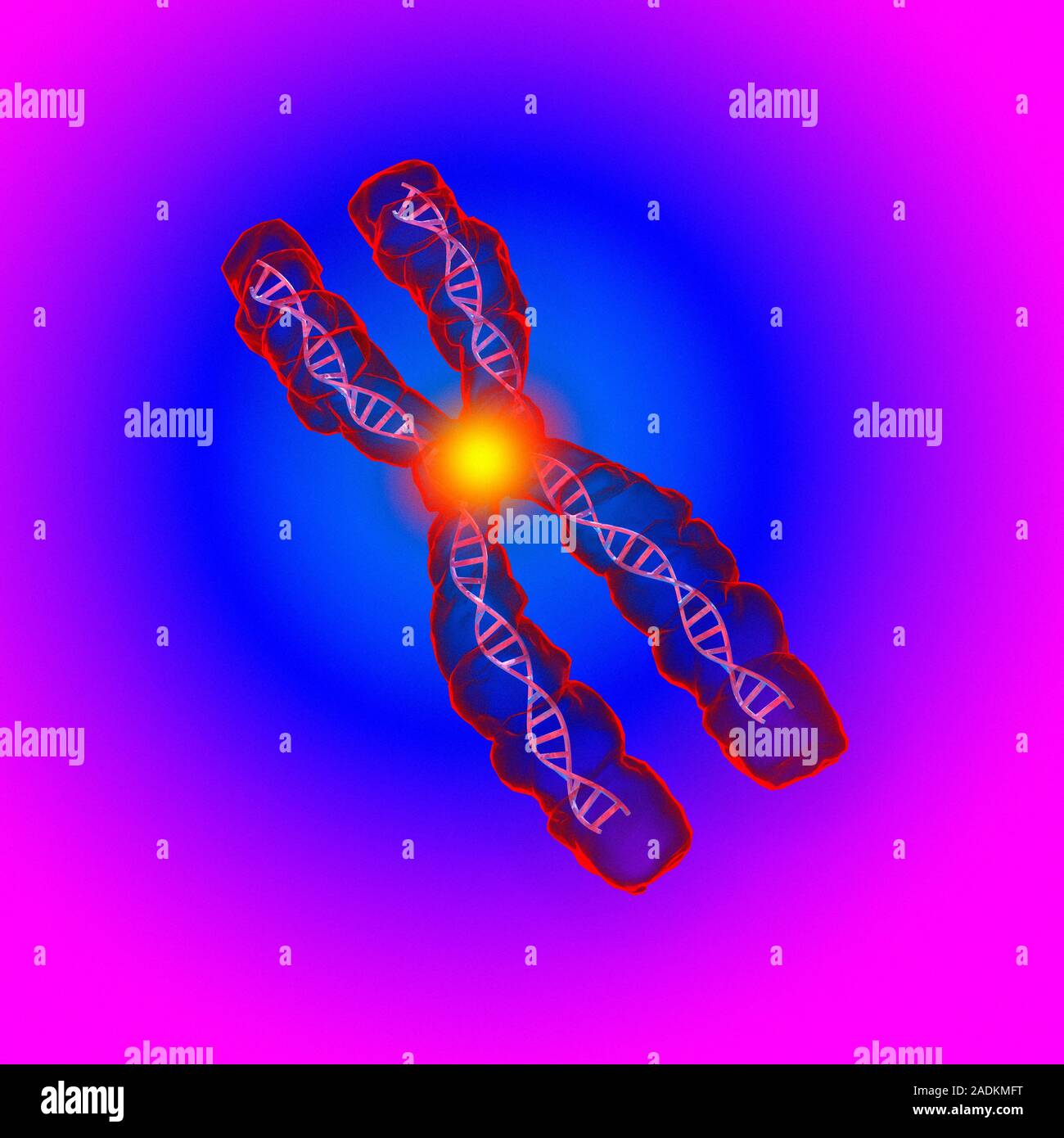 Chromosome, computer artwork. Chromosomes, which consist of two ...