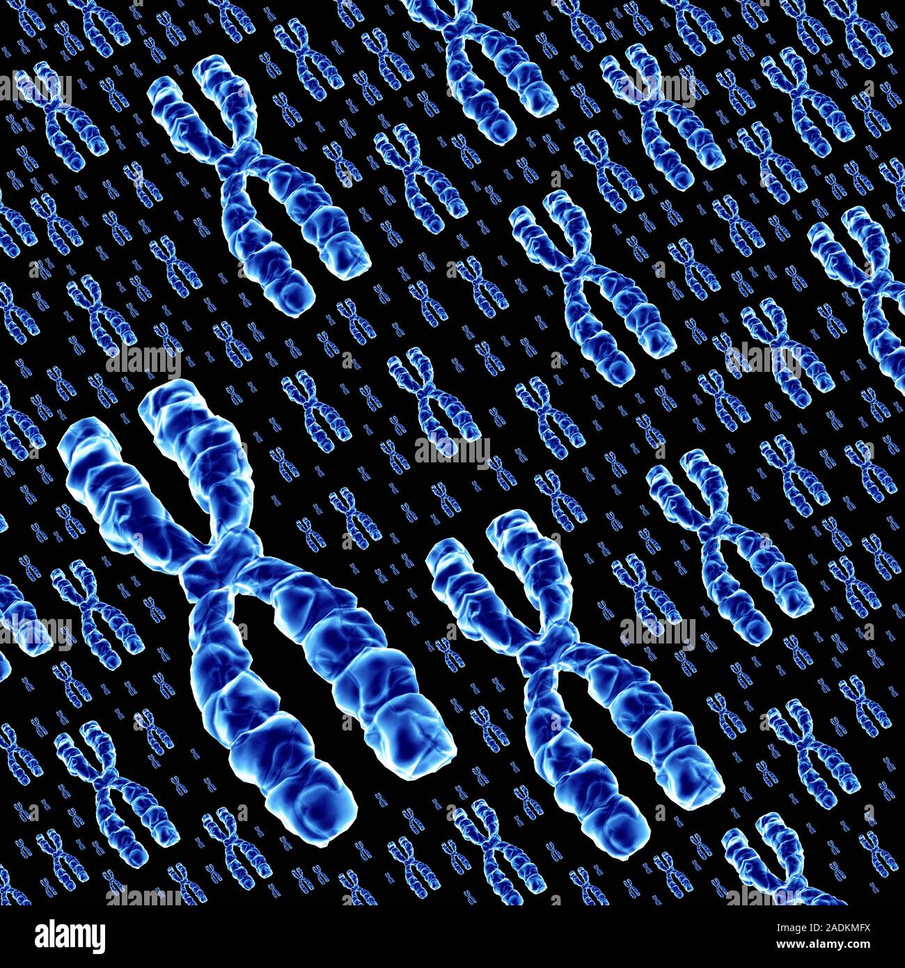 Chromosomes, computer artwork. Chromosomes, which consist of two ...