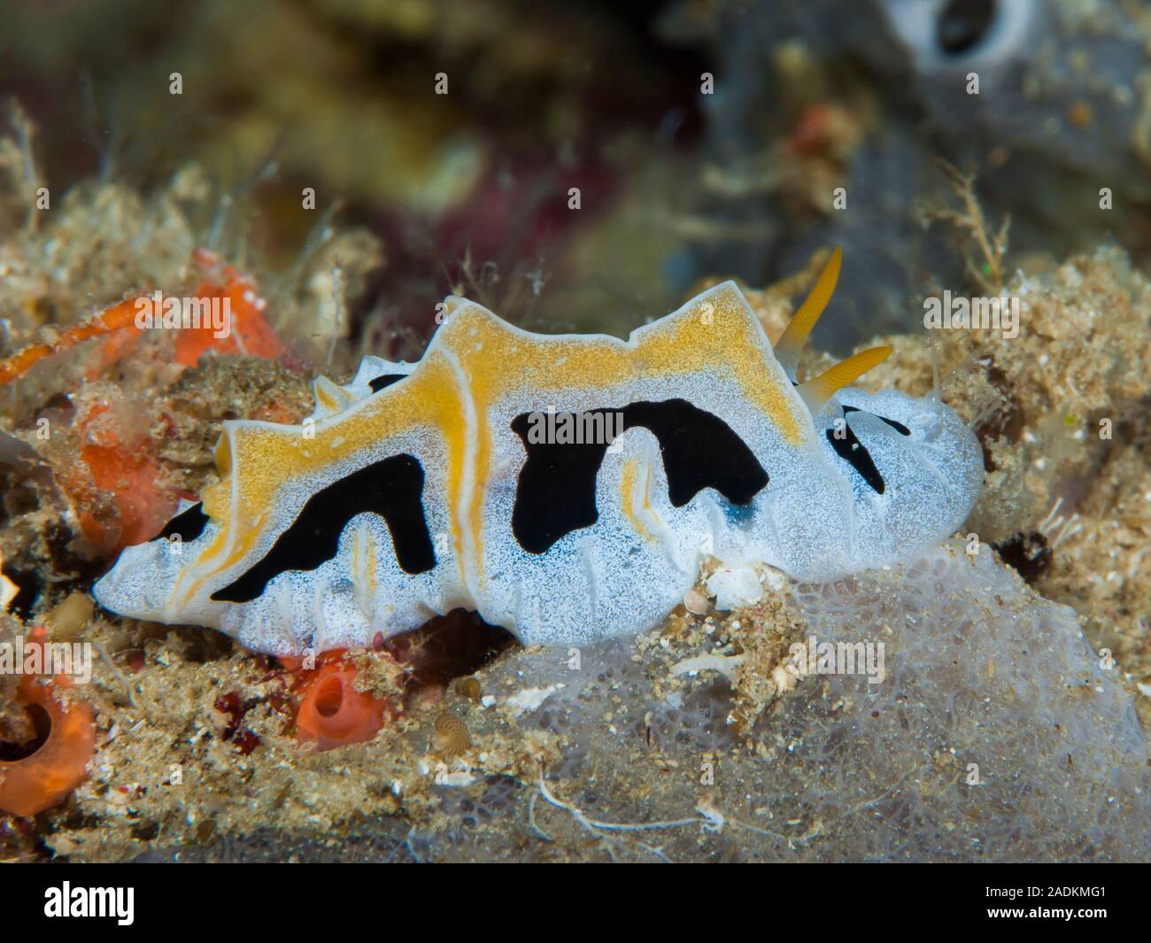 Pustules hi-res stock photography and images - Alamy