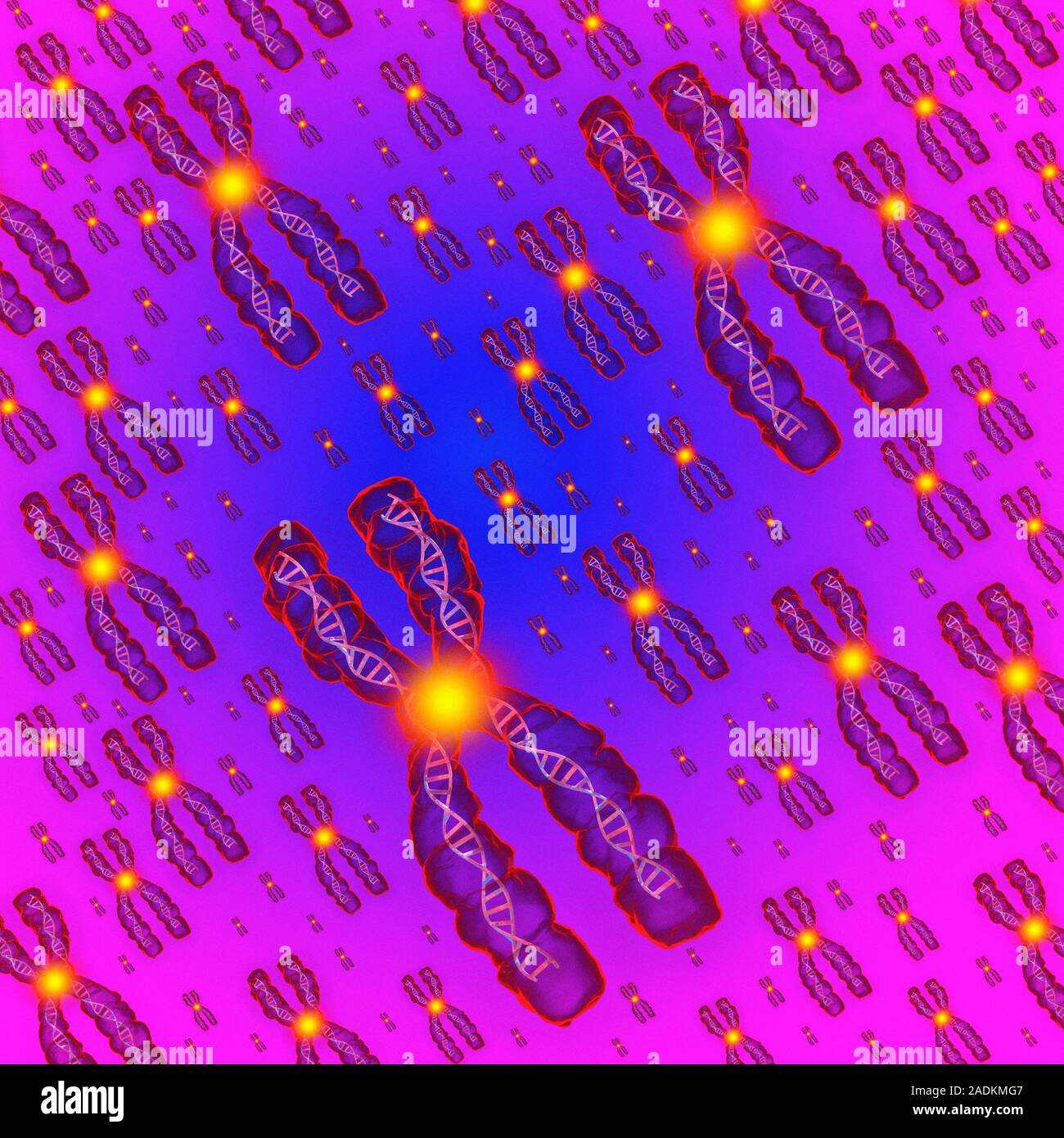 Chromosomes, computer artwork. Chromosomes, which consist of two ...