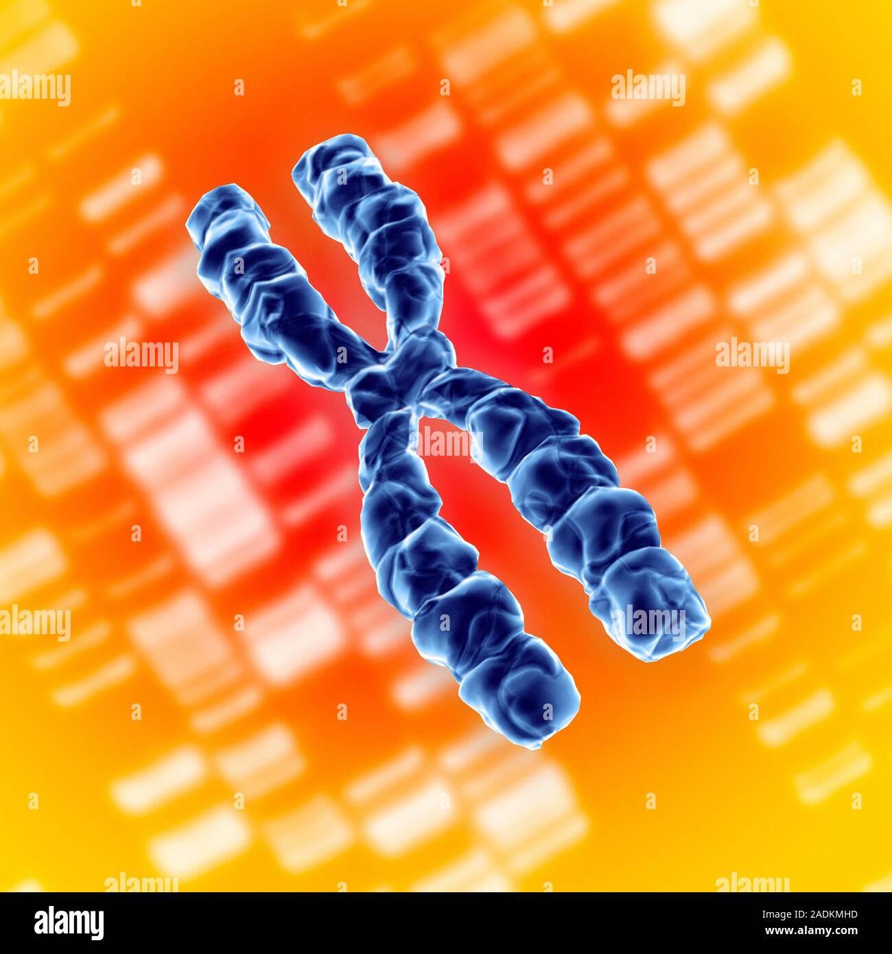Chromosome over a DNA (deoxyribonucleic acid) autoradiogram, computer ...