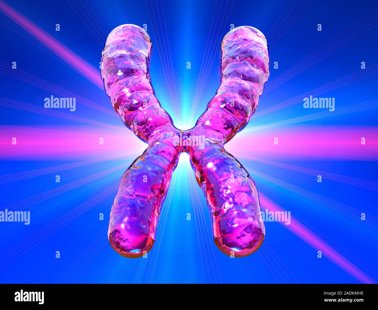 Chromosome. Computer artwork of a condensed chromosome with beams of ...
