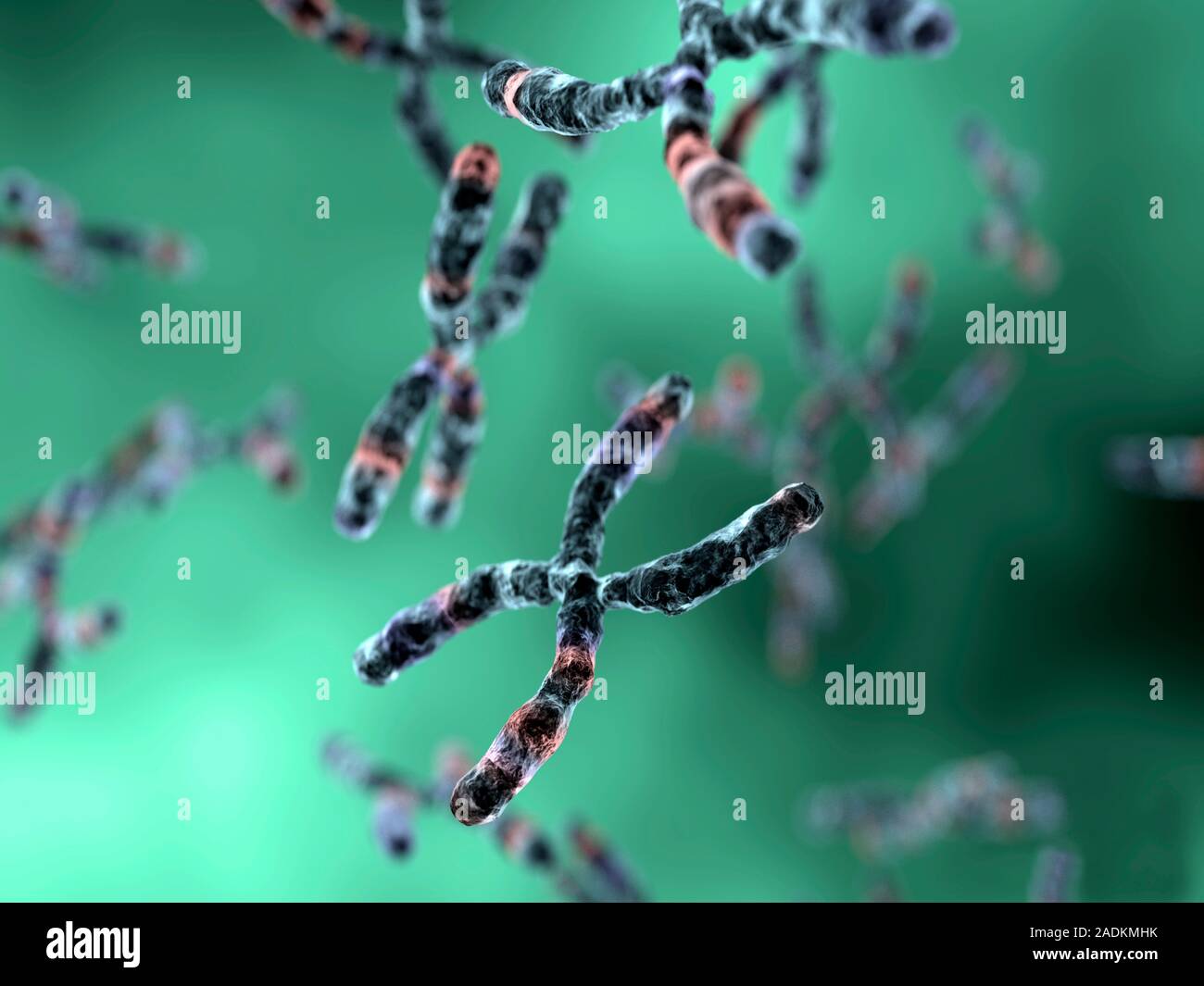 Chromosomes, computer artwork. Chromosomes, which consist of two ...