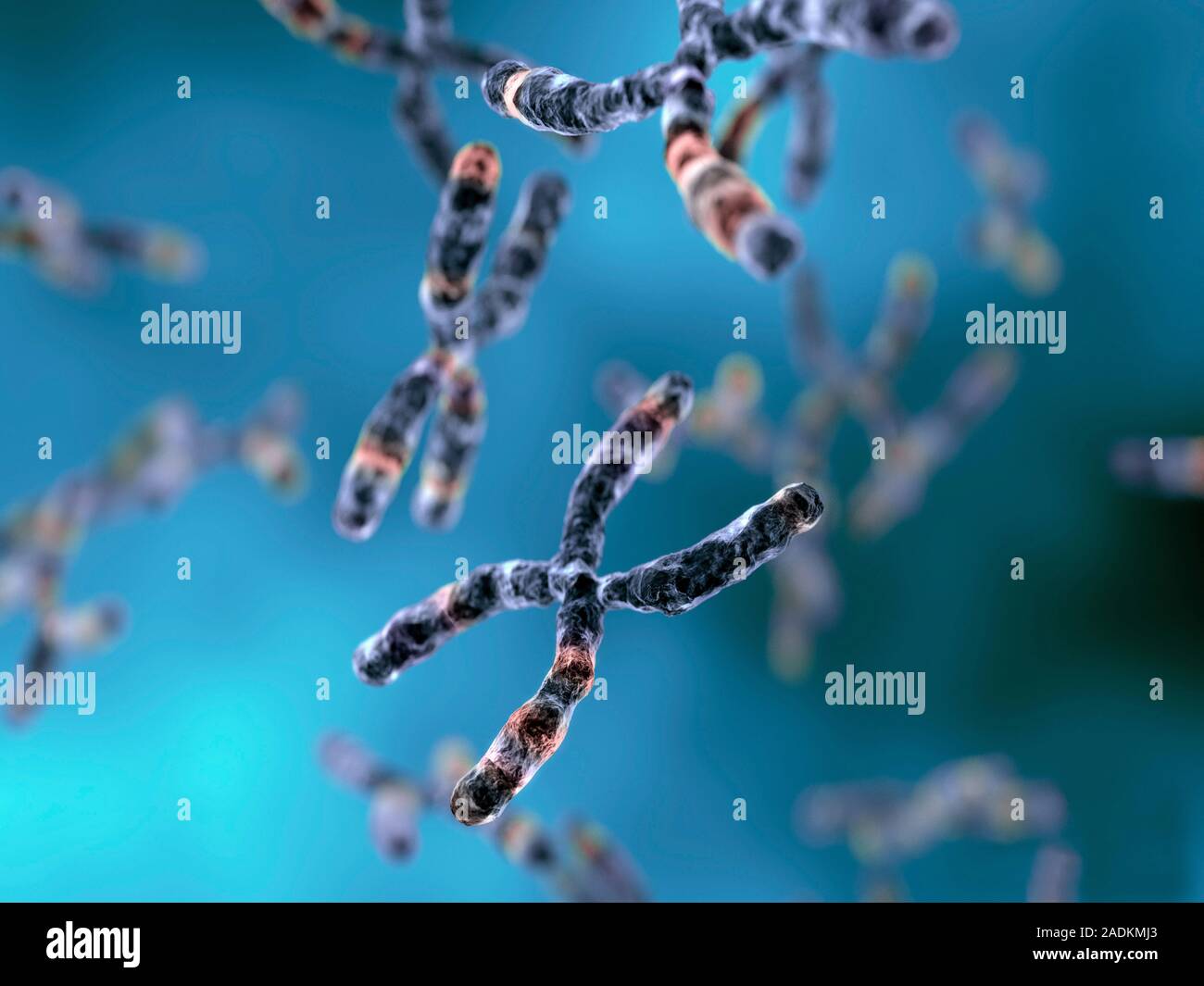 Chromosomes, computer artwork. Chromosomes, which consist of two identical chromatids joined at ...