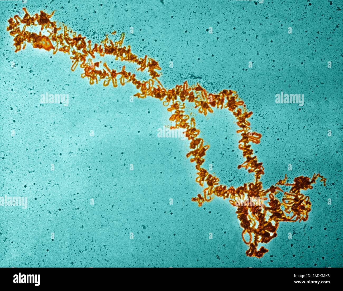 Lampbrush chromosomes. Coloured transmission electron micrograph (TEM ...