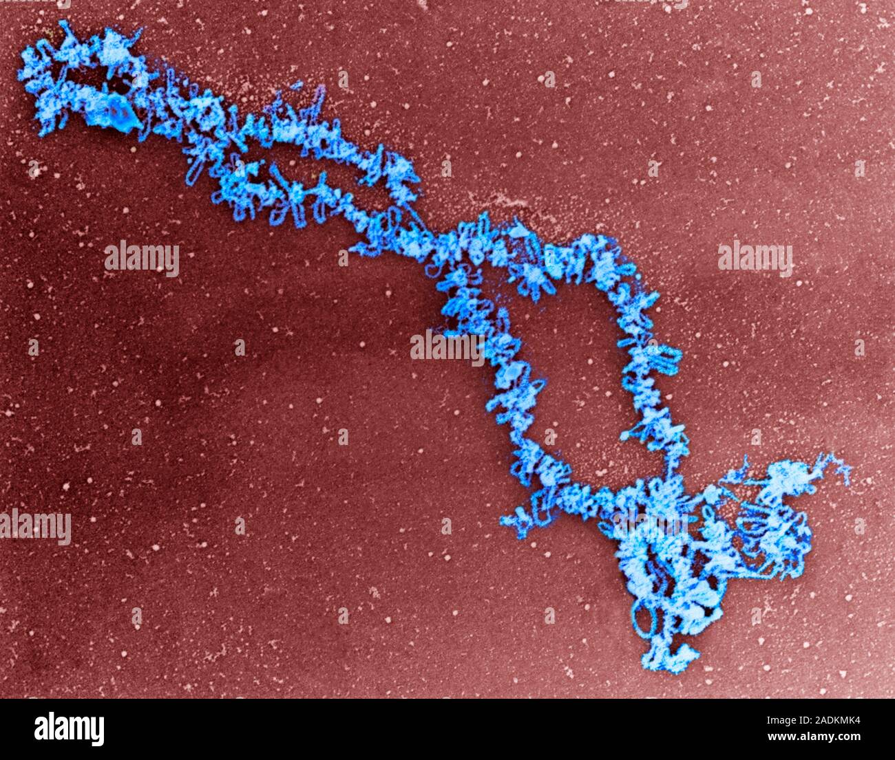 Lampbrush chromosomes. Coloured transmission electron micrograph (TEM ...
