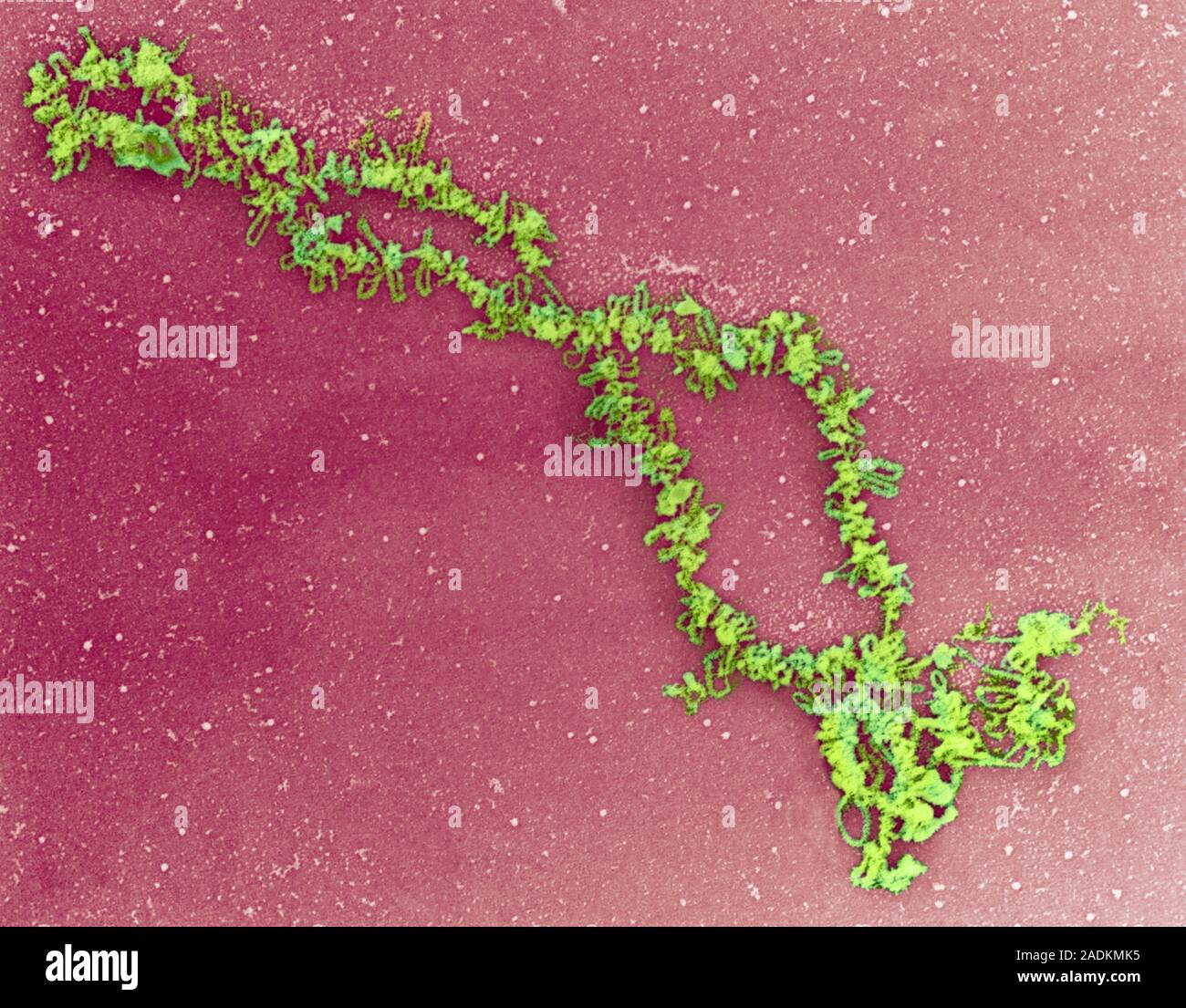 Lampbrush chromosomes. Coloured transmission electron micrograph (TEM ...