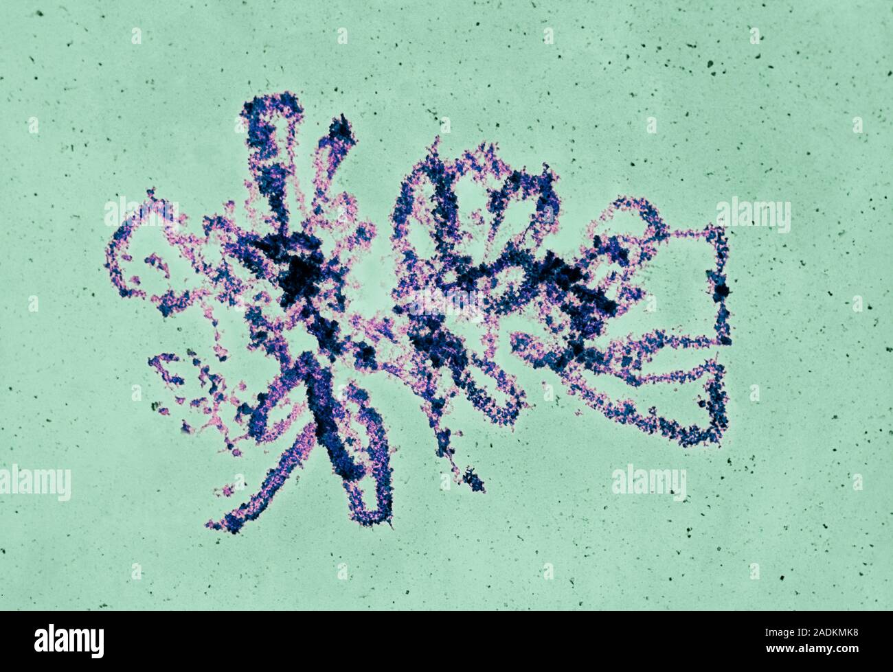 Lampbrush chromosomes. Coloured transmission electron micrograph (TEM ...