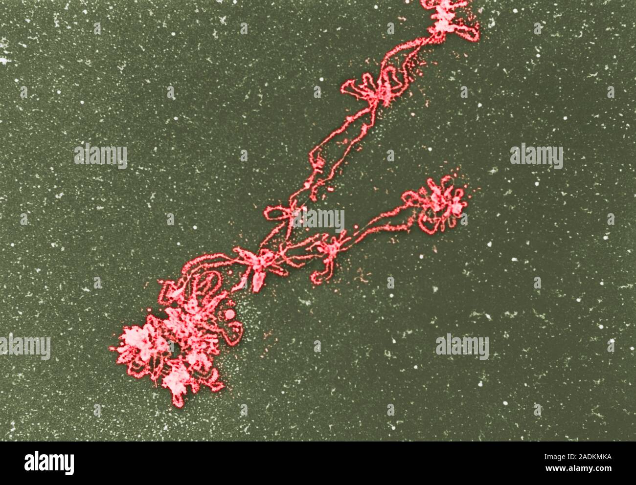Lampbrush chromosomes. Coloured transmission electron micrograph (TEM ...