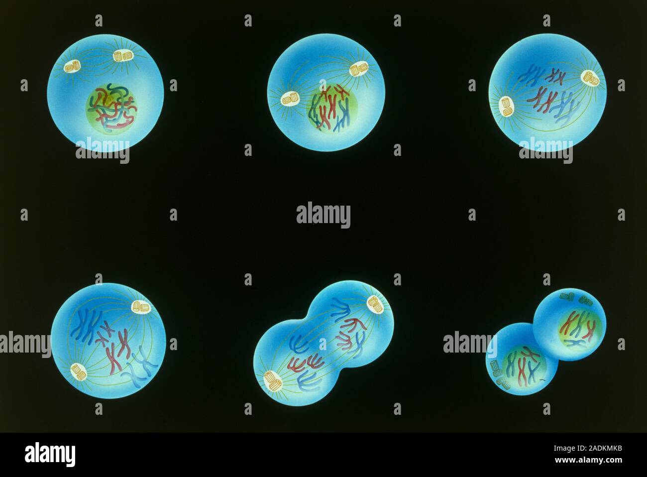 Illustration of the first stage of meiosis (gametogenesis), a two-stage ...