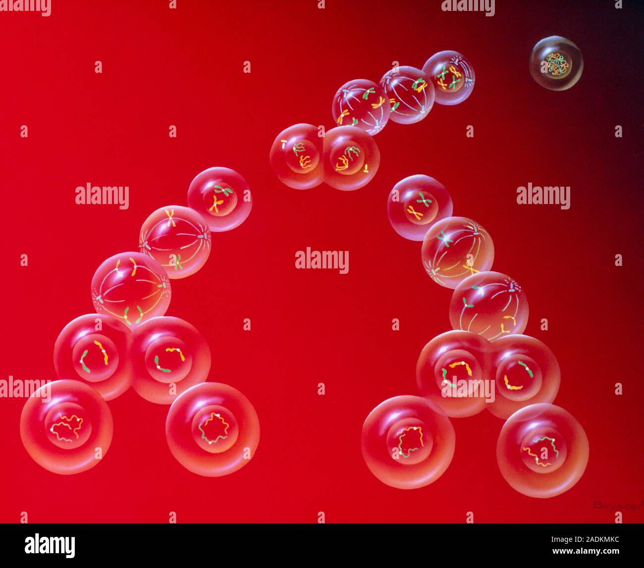 Artwork of the various phases of meiosis. In meiosis a cell in the ...