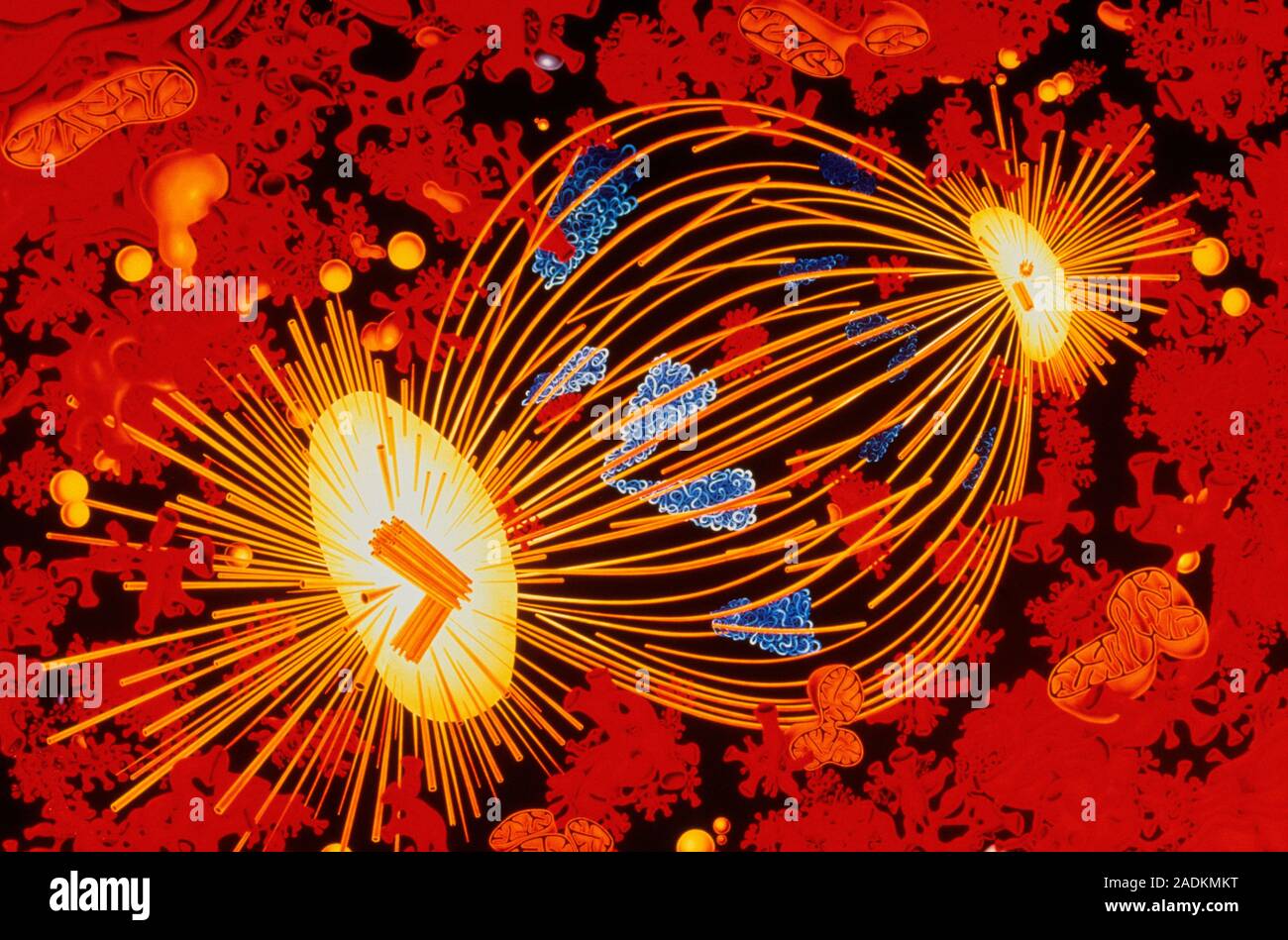 Artwork illustrating the anaphase stage of mitosis, the process of cell ...