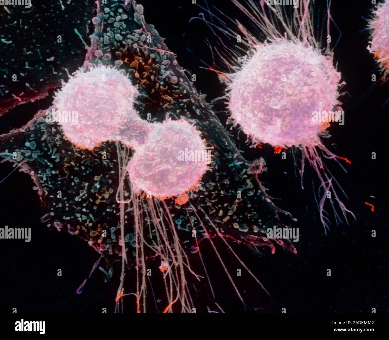 Mitosis. False-colour scanning electron micrograph of a cell from ovary ...