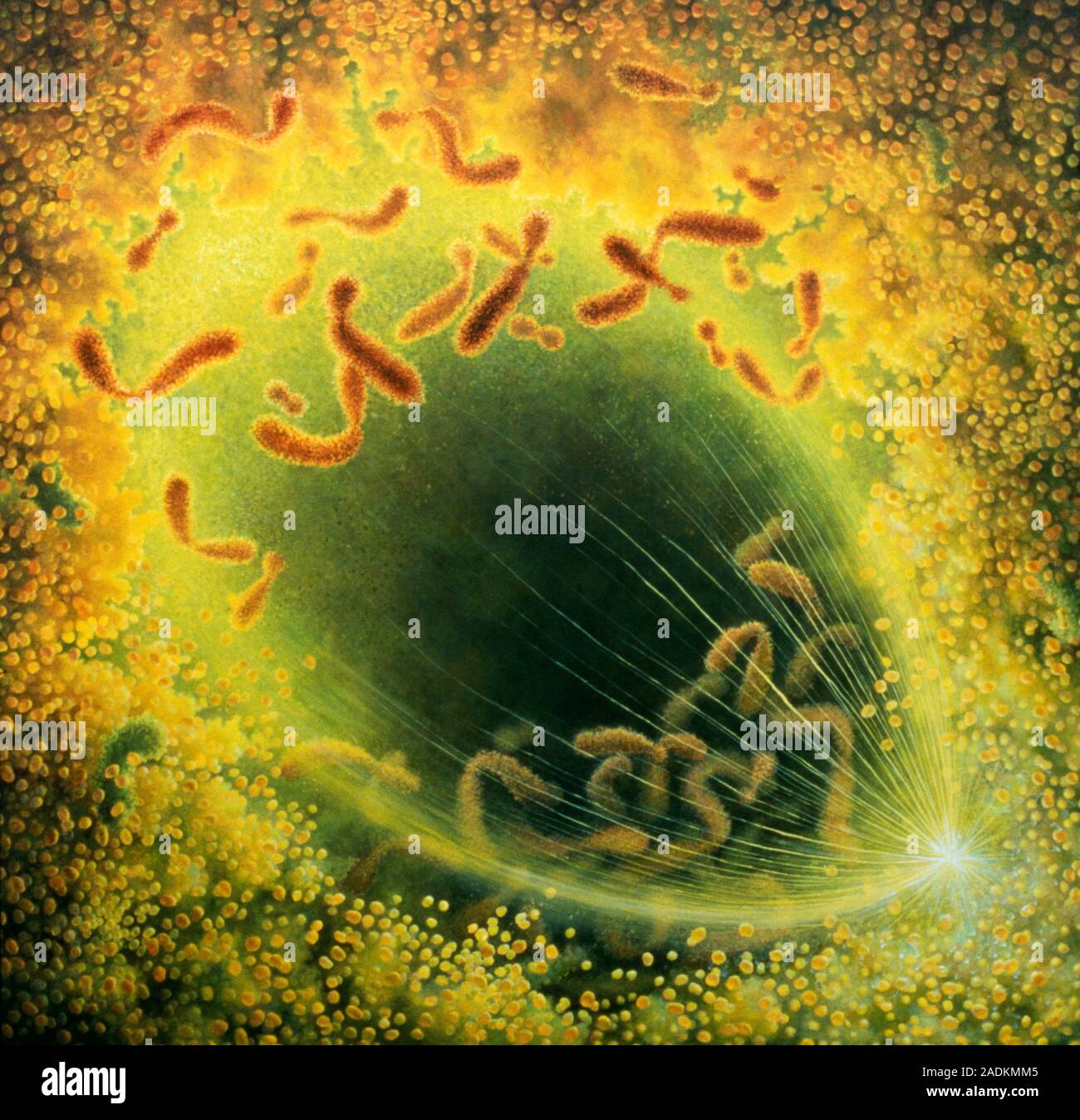 Cell mitosis. Illustration of a cell during the anaphase stage of ...