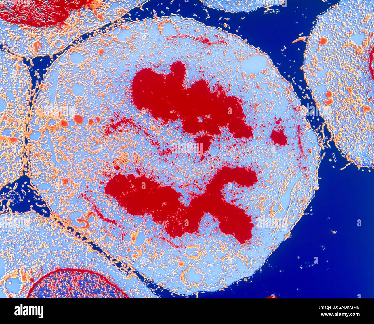 Anaphase cell division. Coloured transmission electron micrograph of a ...