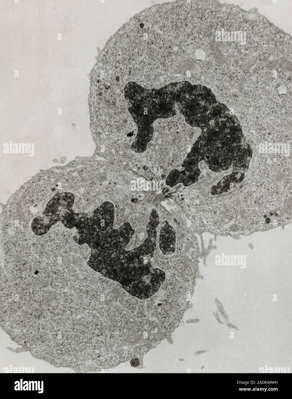 Cytokinesis Microscope