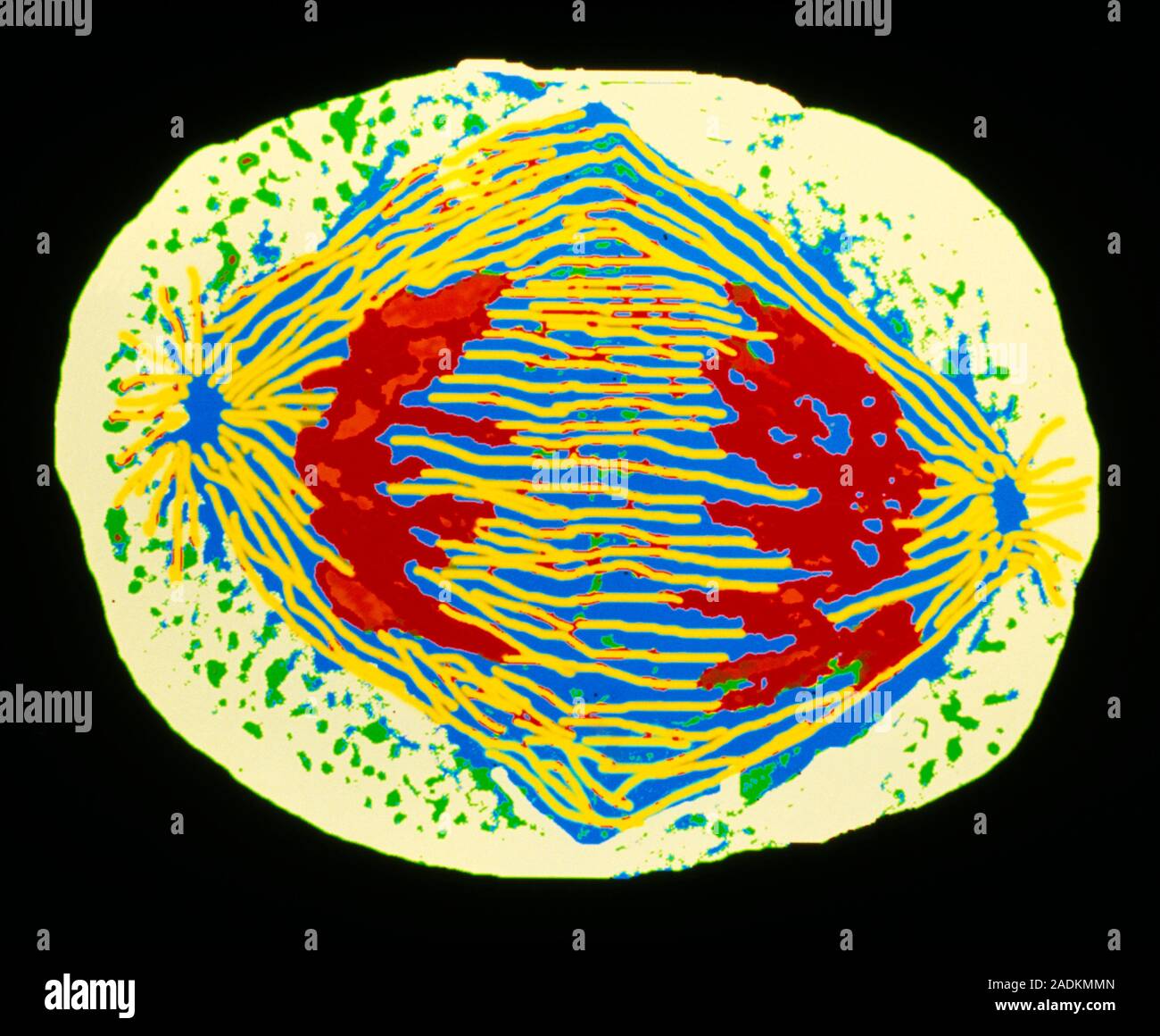 Anaphase cell division. Coloured transmission electron micrograph (TEM ...