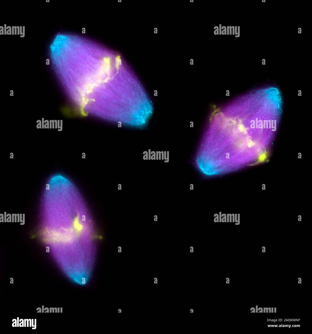 Dividing cells. Fluorescent light micrograph of cells during the ...