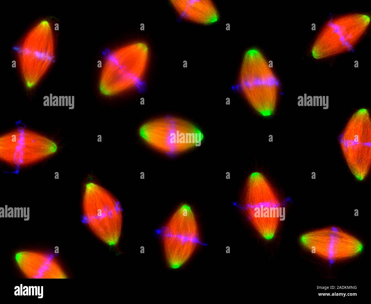 Dividing cells. Fluorescent light micrograph of cells during the ...